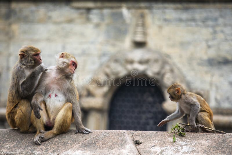 Affe in Nephal stockbild. Bild von reise, jung, wand - 162533649