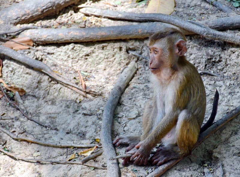 Affe sitzen Blick vorwärts stockfoto. Bild von lustig - 68843638