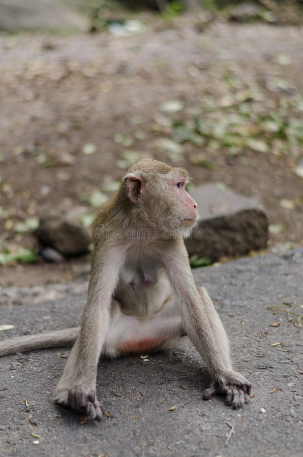 Affe sitzt auf dem Felsen stockbild. Bild von schützen - 40368265