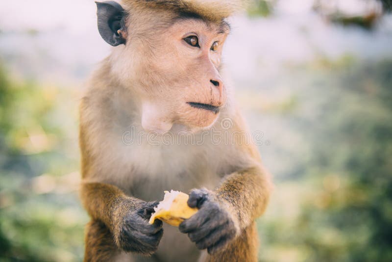 Affe sitzt und isst Banane stockbild. Bild von tier, alleine - 31414779