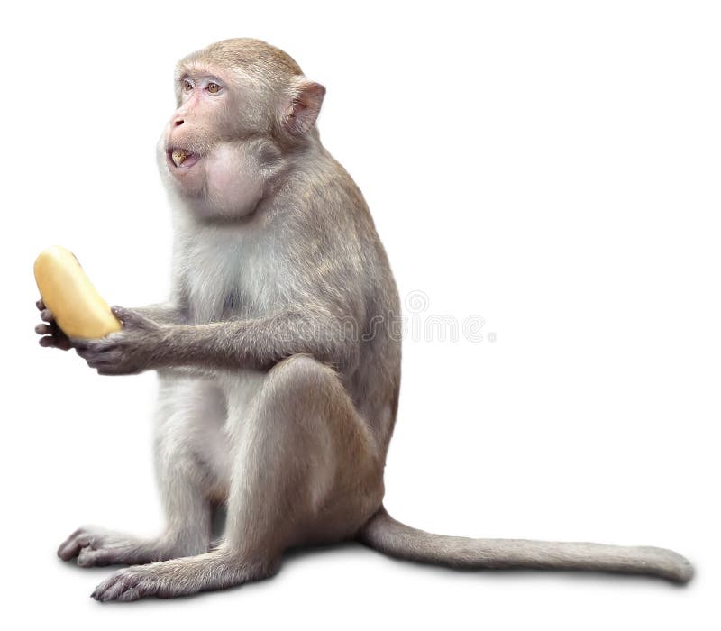 Affe sitzt und isst Banane stockfoto. Bild von reise - 36377198