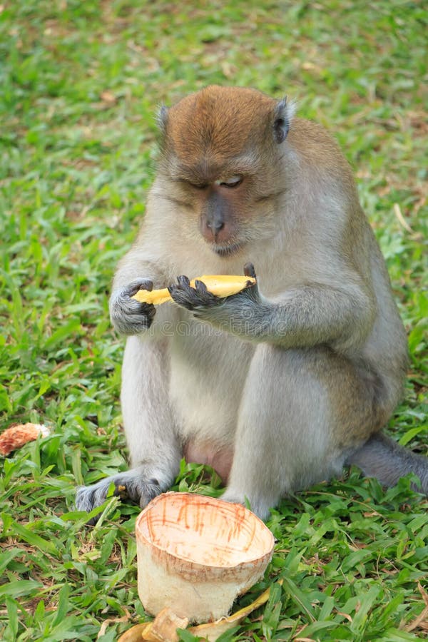 Affe isst Banane stockfoto. Bild von wild, wildnis, nave - 39588644