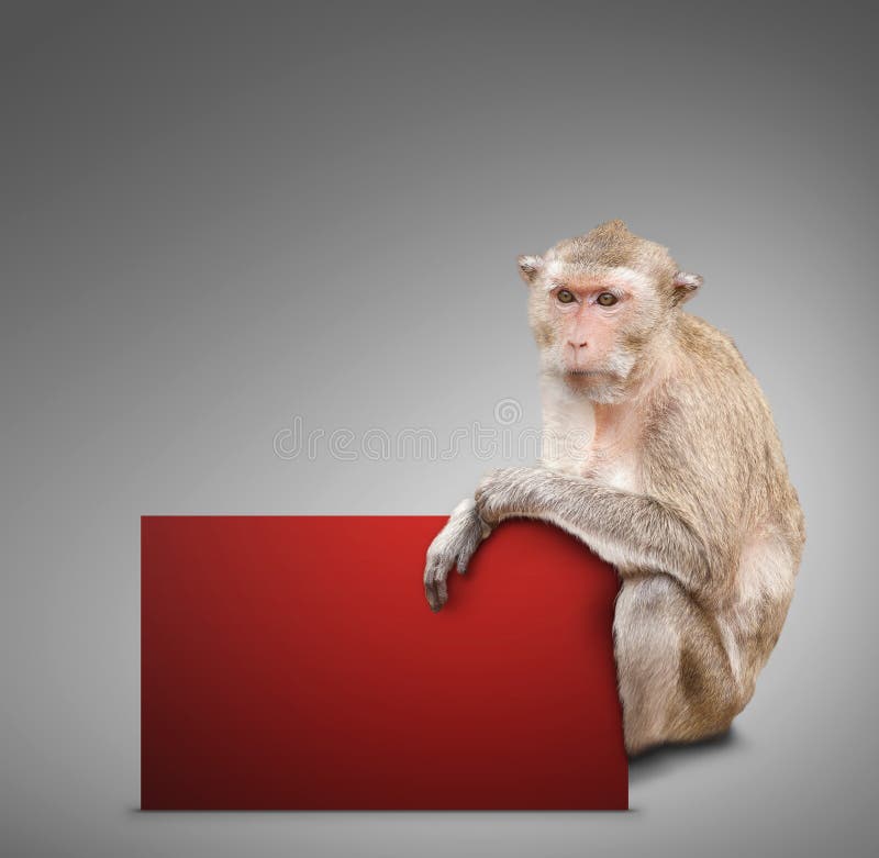 Affe und rote Karte stockbild. Bild von primas, dschungel - 60001429