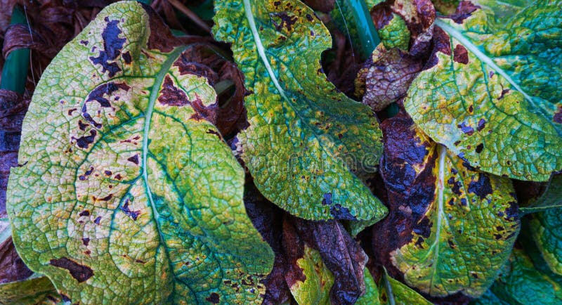 Infected Leaf with Large Leaves Stock Image - Image of closeup, plant ...