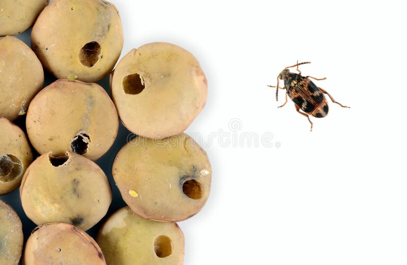 Affected lentils stock image. Image of ugly, hole, pest - 30568719