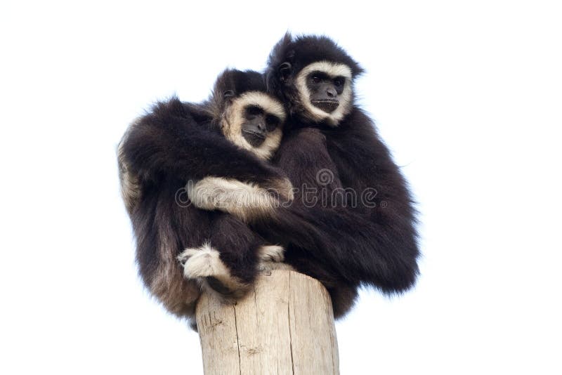 Gibbons Hugging Stock Photos - Free & Royalty-Free Stock Photos from ...