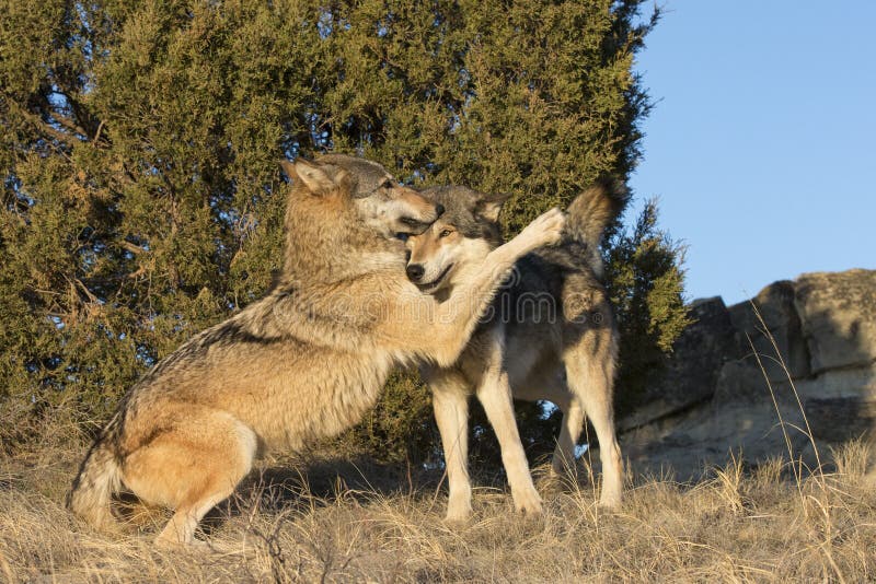 Wolves Fighting Over Female Wolf Stock Image - Image of mountains ...