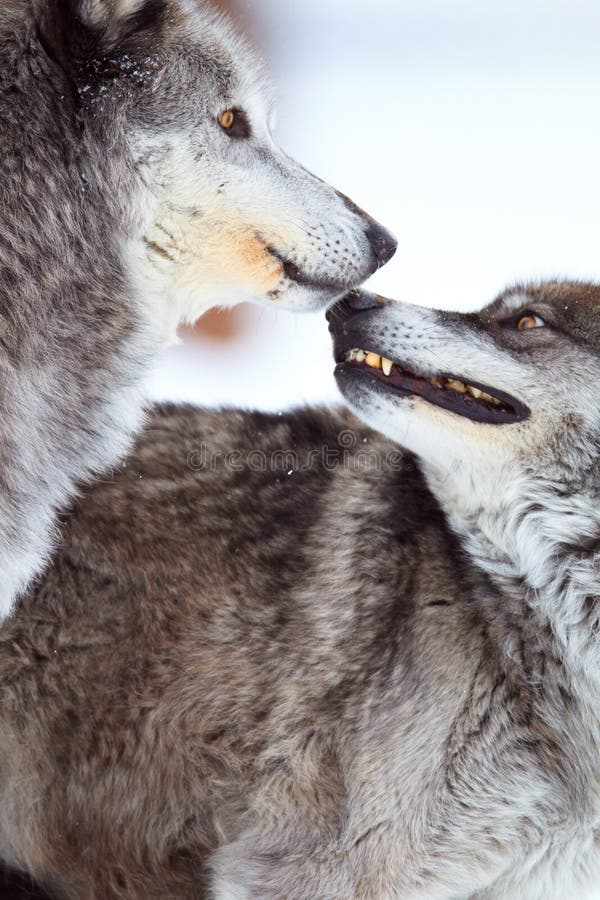 Affection of Two Timber Wolves Stock Photo - Image of marking, babies ...