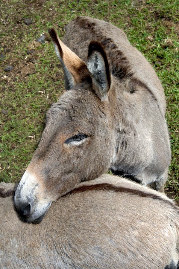 Two donkies stock photo. Image of donkies, donkey, european - 12529808