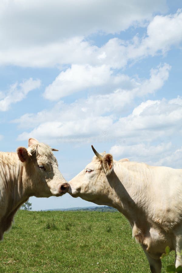 Affectionate Charolais Bull and Cow Stock Photo - Image of bull, animal ...