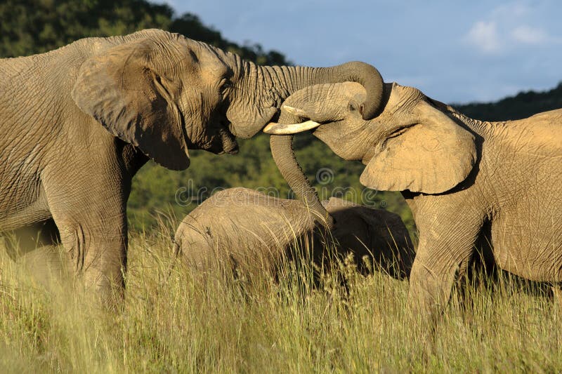Two Elephant Greet Affectionate with Curling and Touching Trunks Stock ...