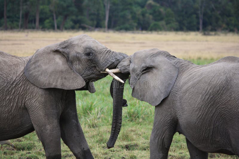 Affectionate Elephants Touch Trunks Stock Photo - Image of long, kenya ...
