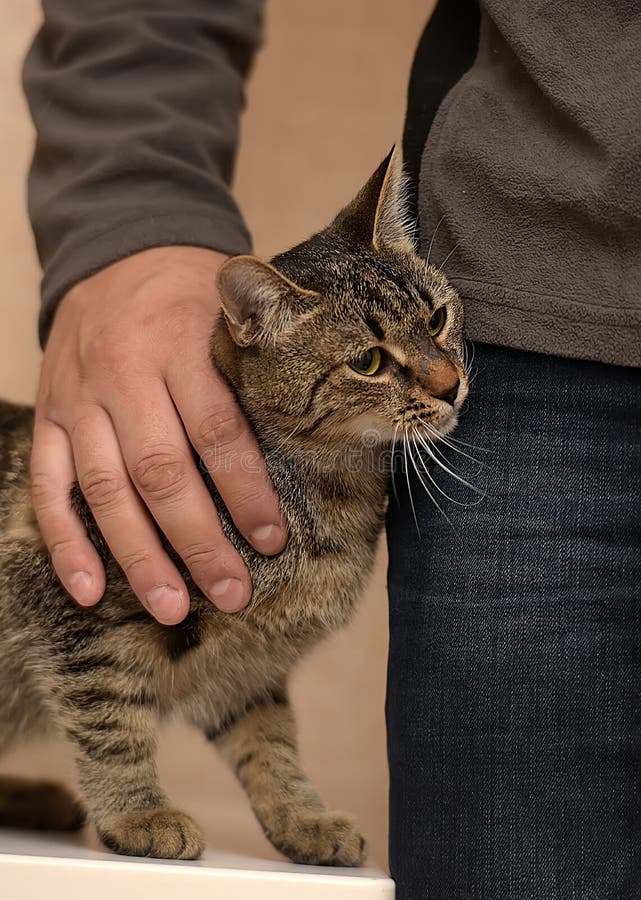 49,056 Cat Hand Stock Photos - Free & Royalty-Free Stock Photos from ...