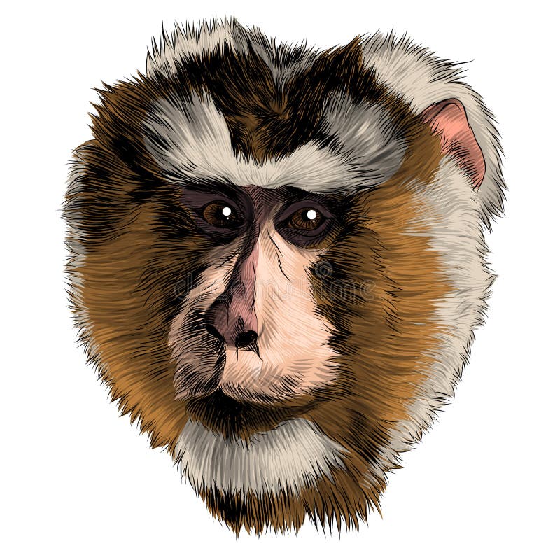 Affe Kopf Stock Illustrationen, Vektoren, & Kliparts - 10,658 Stock ...