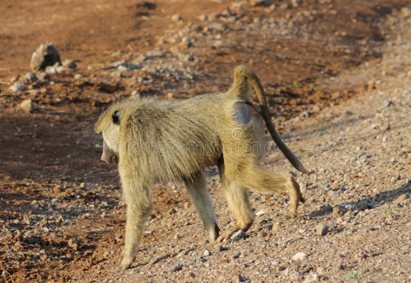 Wilder Affe In Den Afrika-Naturwild Lebenden Tieren Isst Banane ...