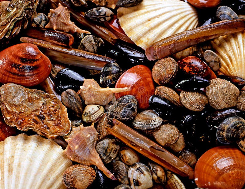 Fruits De Mer Et Mollusques Et Crustacés Photo stock - Image du ...