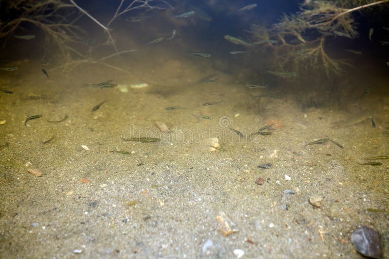 Affinis de Gambusia image stock. Image du poissons, espèces - 11733069