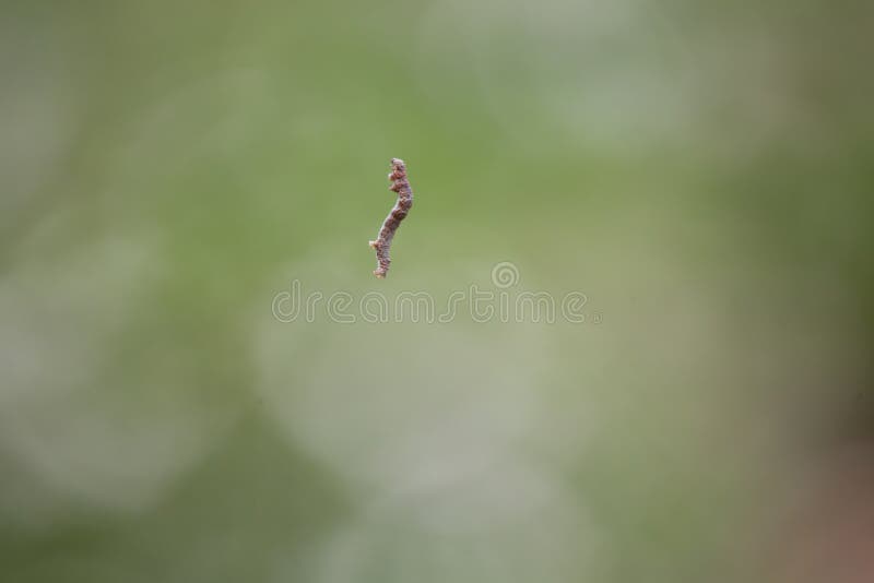 Pink Inchworm Hanging stock image. Image of life, inchworm - 213896849