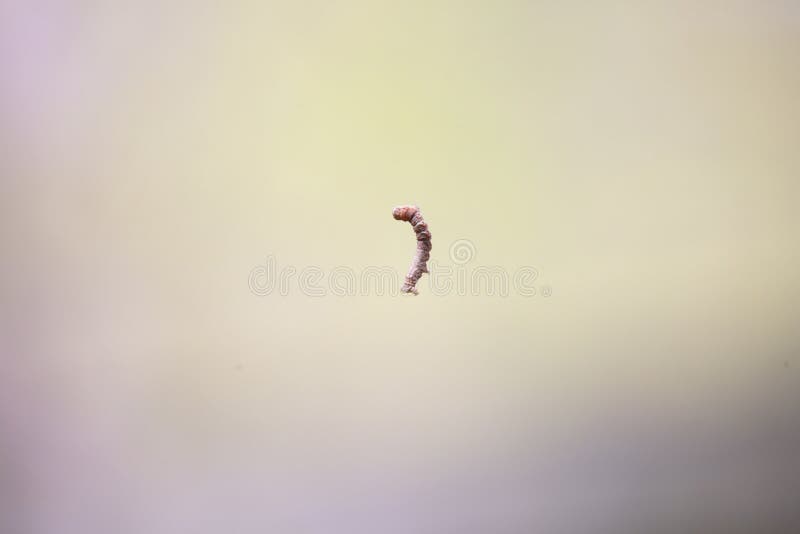 Pink Inchworm Hanging stock photo. Image of background - 213896768