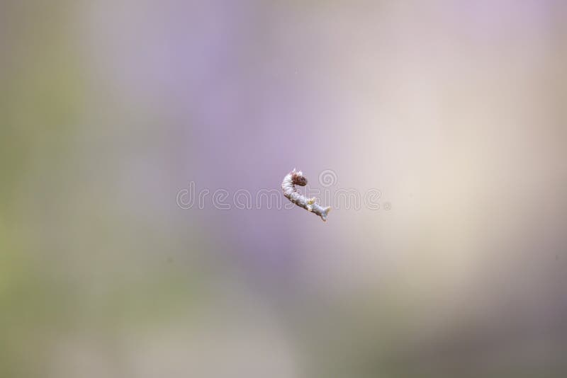 Pink Inchworm Hanging stock image. Image of beauty, biology - 213896793