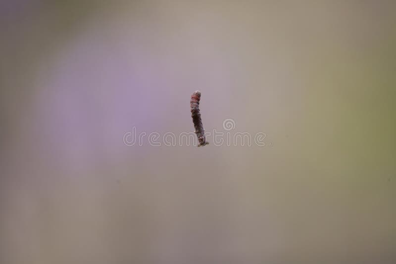 Pink Inchworm Spinning a Cocoon Stock Photo - Image of dangling ...