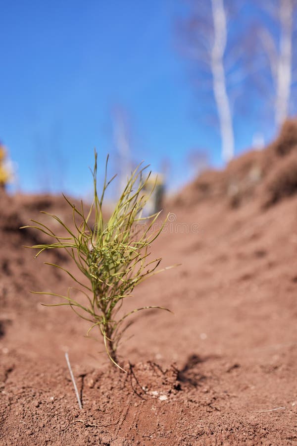 Afforestation and Regrow Forests. Young Pine Planted Regrowth on Plot ...