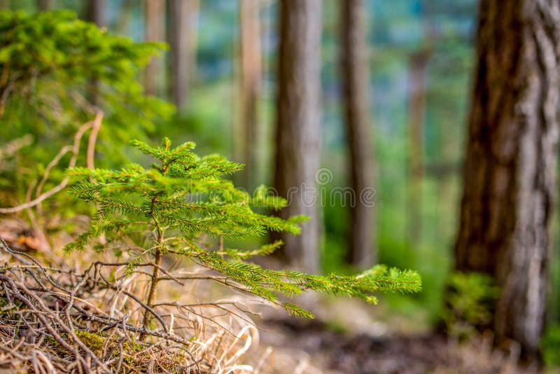 Afforestation. Young Spruce Planted on Plot with Nature Soil, Spruce ...
