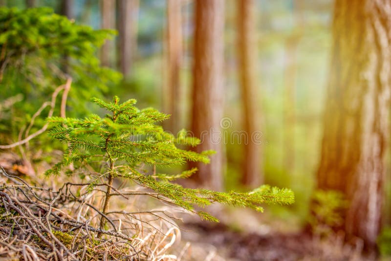 Afforestation. Young Spruce Planted on Plot with Nature Soil, Spruce ...