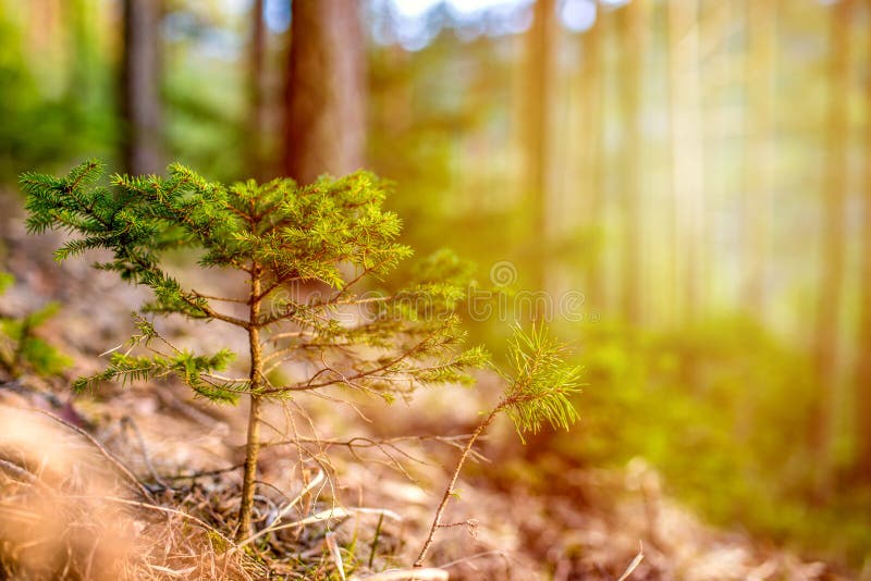 Afforestation. Young Spruce Planted on Plot with Nature Soil, Spruce ...