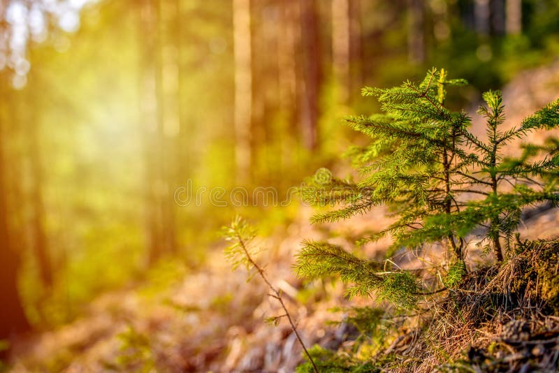 Afforestation. Young Spruce Planted on Plot with Nature Soil, Spruce ...