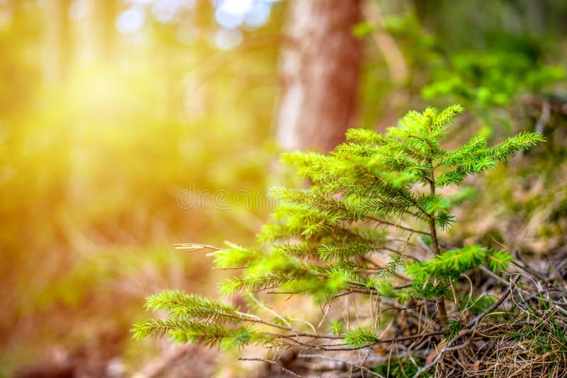 1,290 Young Spruce Sapling Stock Photos - Free & Royalty-Free Stock ...