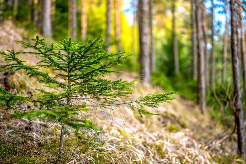 Afforestation. Young Spruce Planted on Plot with Nature Soil, Spruce ...