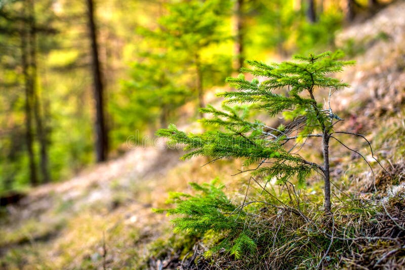 Afforestation. Young Spruce Planted on Plot with Nature Soil, Spruce ...