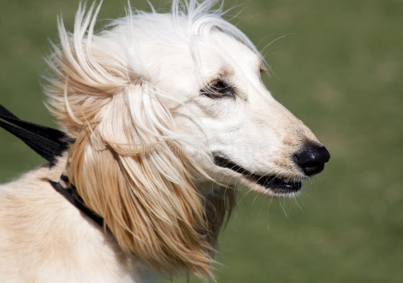 Afgano foto de archivo. Imagen de afgano - 19081696