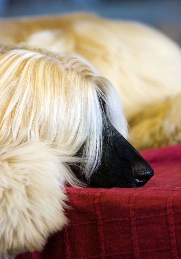 Afgano foto de archivo. Imagen de perro, negro, perfil - 20625122