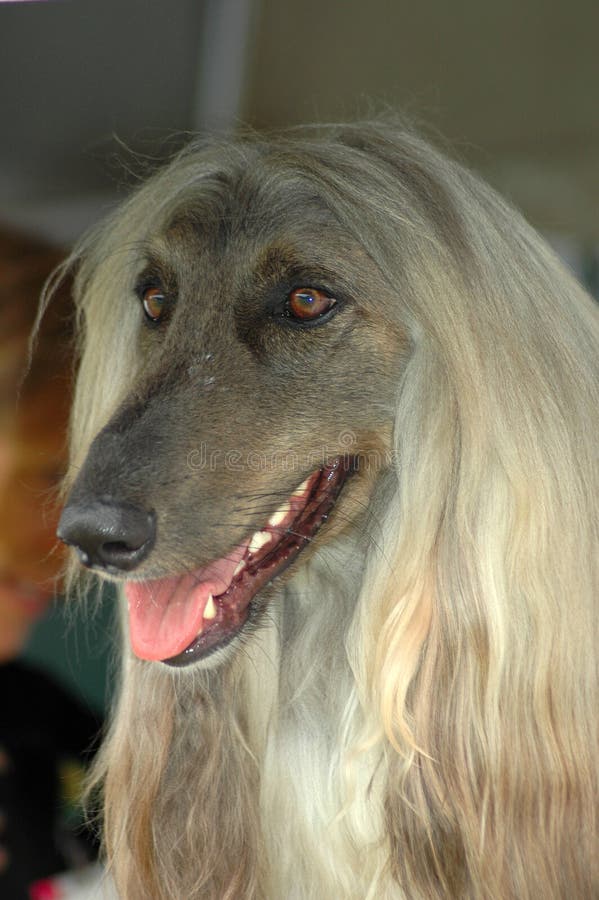 Afgano imagen de archivo. Imagen de competencia, vida - 11829559