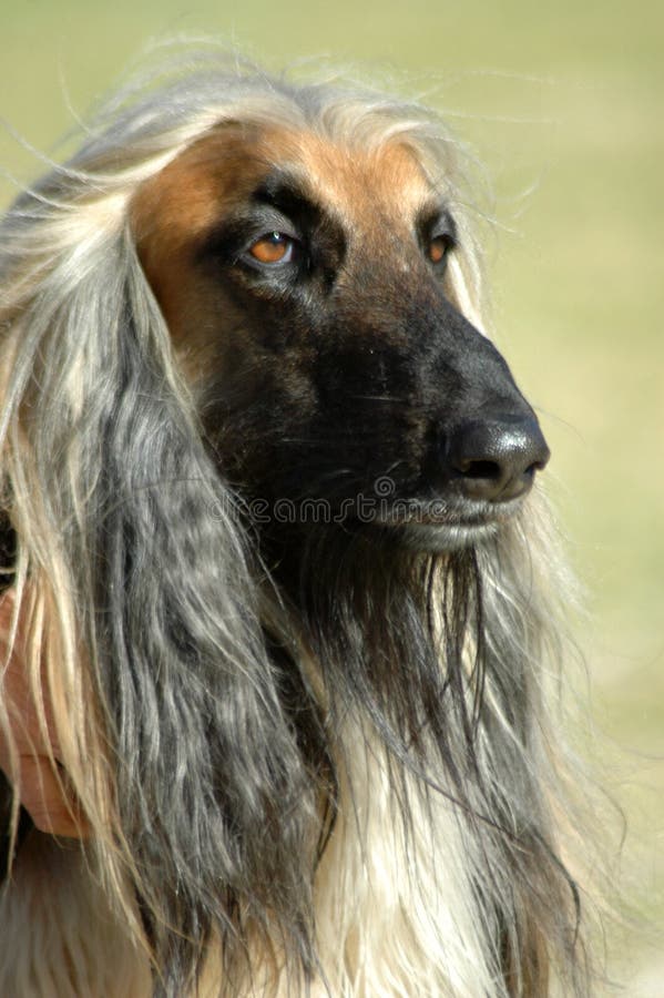 El perro acaricia afgano imagen de archivo. Imagen de blanco - 7684997