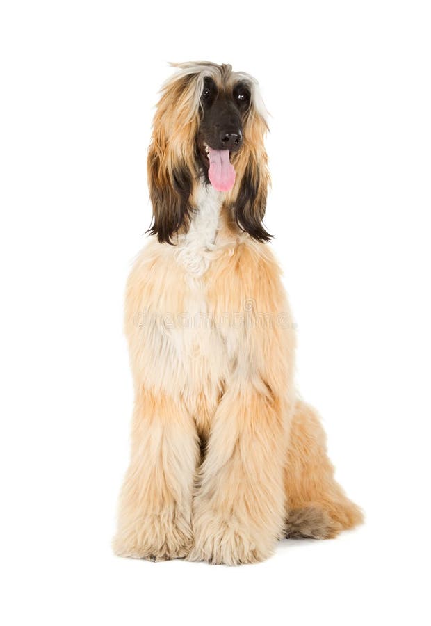 Afgano imagen de archivo. Imagen de competencia, vida - 11829559