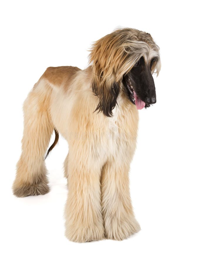 Afgano imagen de archivo. Imagen de mirando, pelo, recorte - 30787747