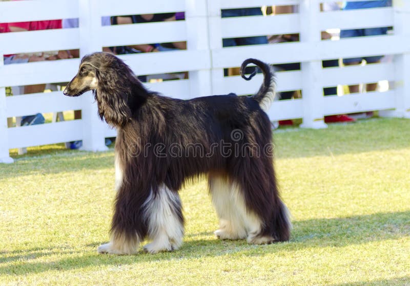 Dos Afganos Elegantes En El Coche, Foto de archivo - Imagen de peinados ...