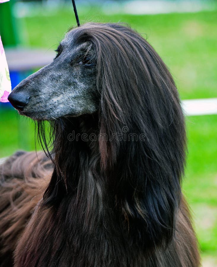 Afgano imagen de archivo. Imagen de competencia, vida - 11829559