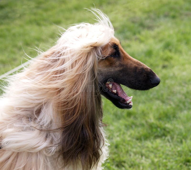 Afgano imagen de archivo. Imagen de competencia, vida - 11829559