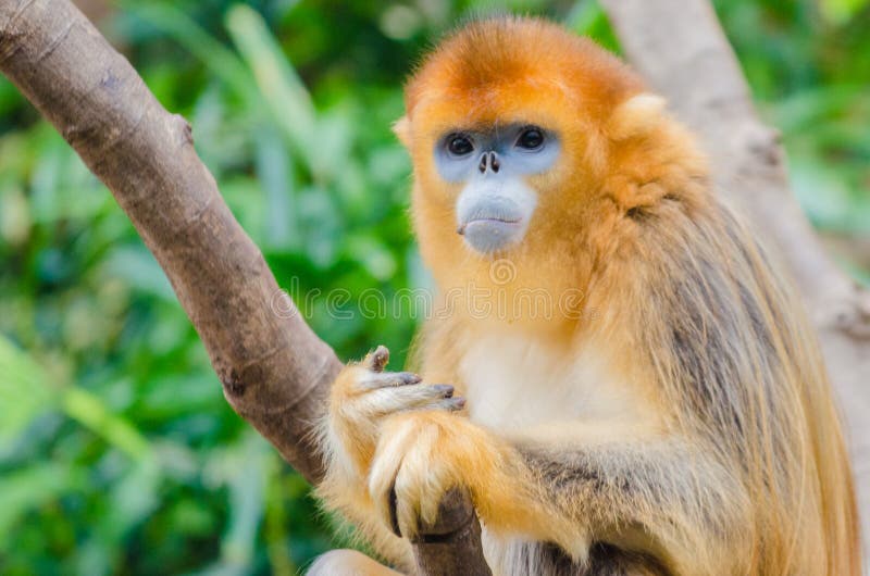 Een Neusaap stock foto. Image of hoofd, groot, boom, neuzen - 42555014