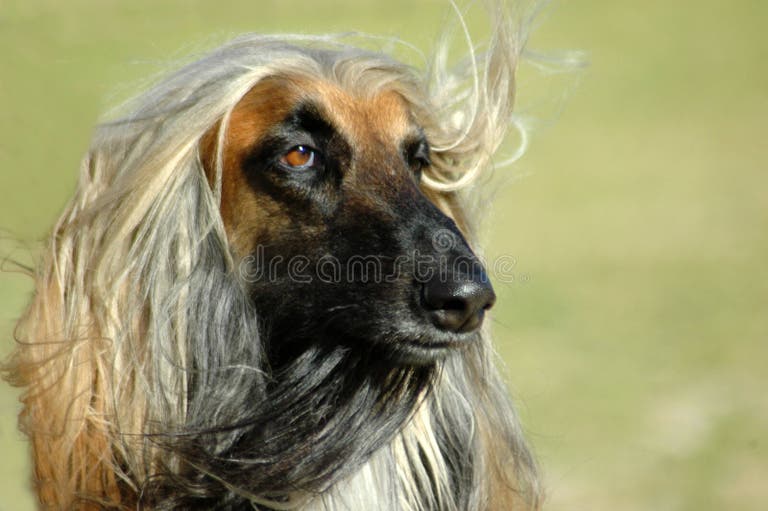 Gorgeous Afghan Costume Stock Photos - Free & Royalty-Free Stock Photos ...