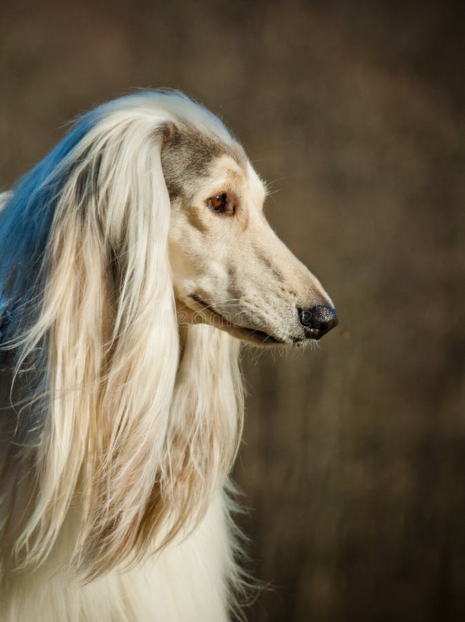 Afghan Hound dog stock photo. Image of forest, crochet - 25924680