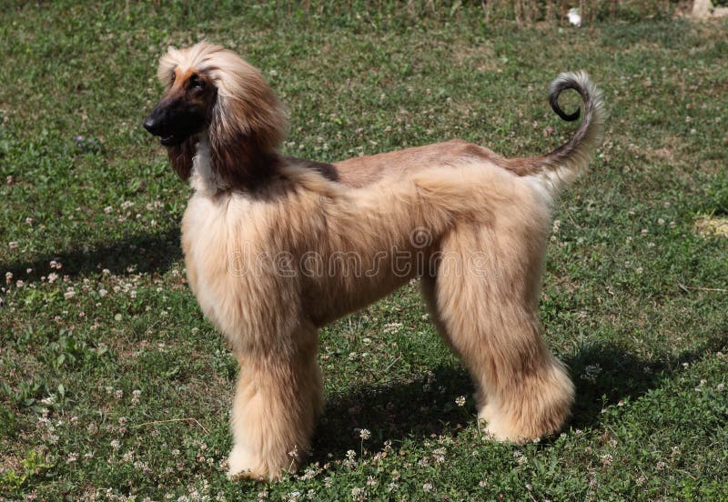 Afghan dog stock image. Image of grooming, carnivore - 32525743