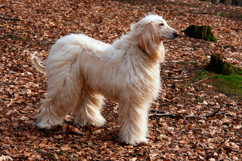 Afghan hound-2 stock photo. Image of friend, race, white - 2092070