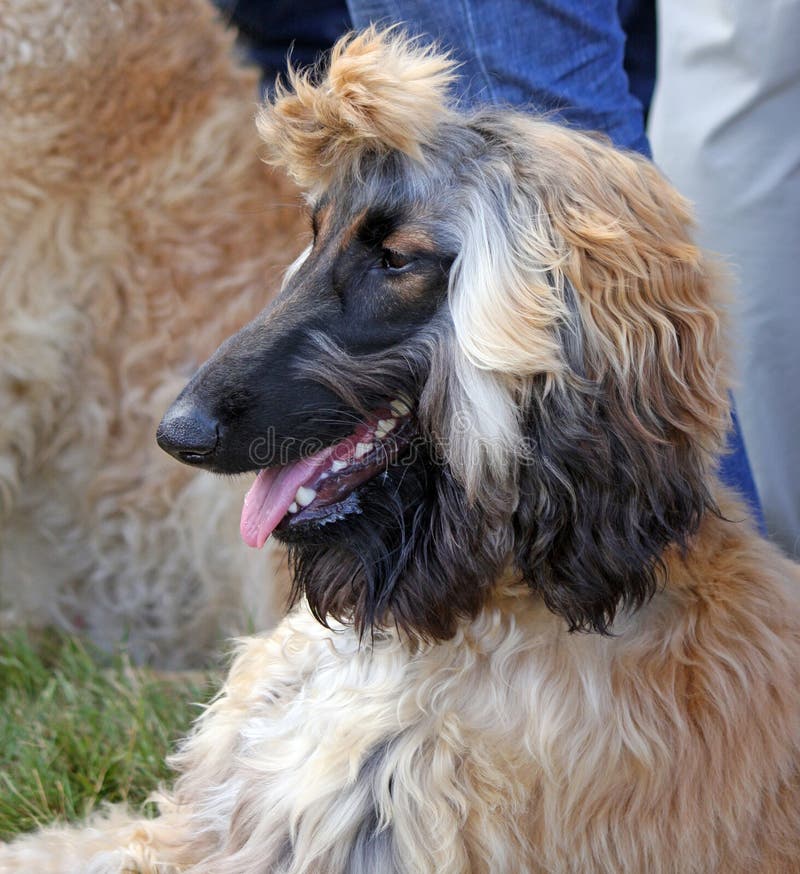 Afghan hound-3 stock photo. Image of racing, hound, long - 2092056