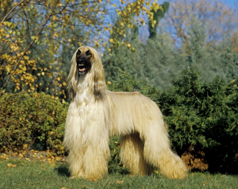 173 Dog Pets Afghan Hound Stock Photos - Free & Royalty-Free Stock ...