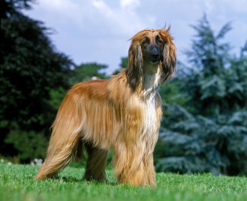 Afghan Hound, Adult Dog Standing on Grass Stock Image - Image of animal ...